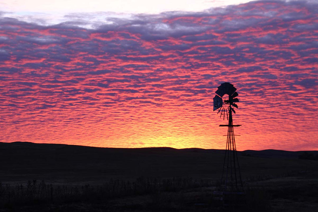 Photo Gallery – Connealy Angus