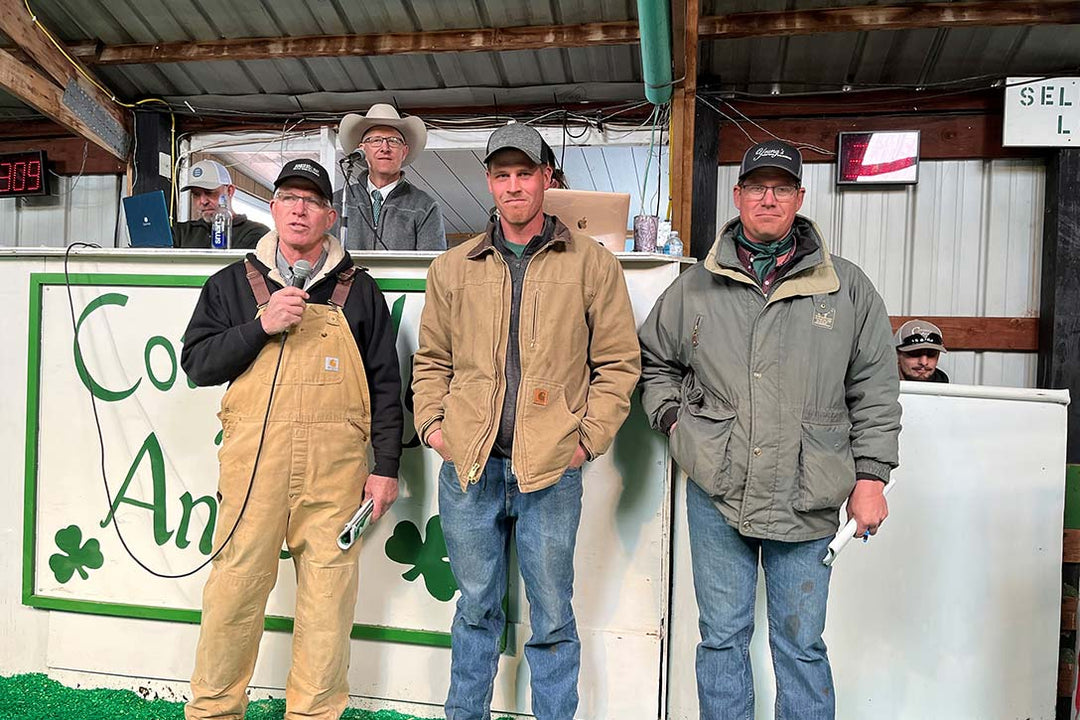 Fall Bull Sale - 475 Angus Bulls for sale – Connealy Angus