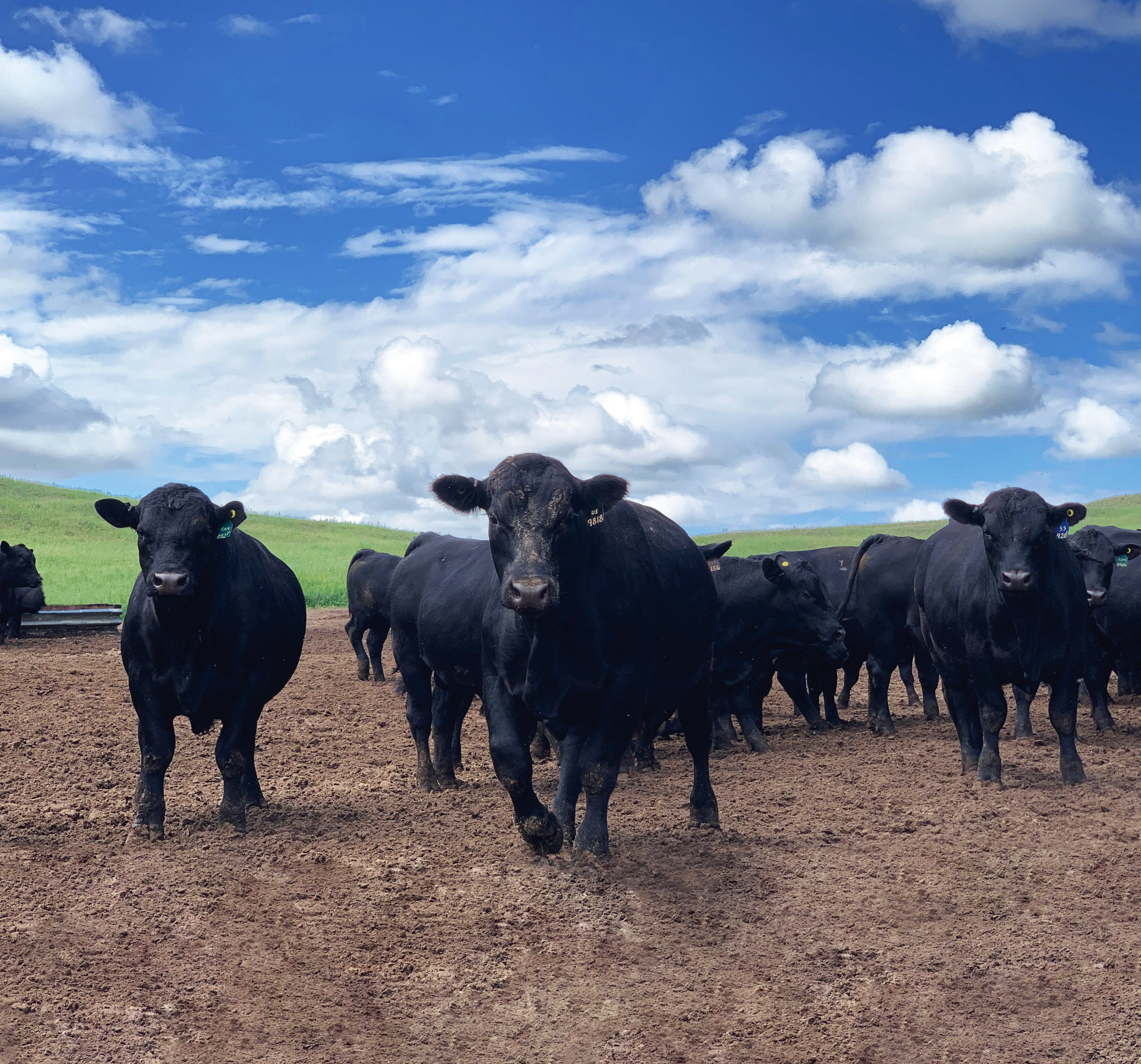 Fall Bull Sale - 475 Angus Bulls for sale – Connealy Angus
