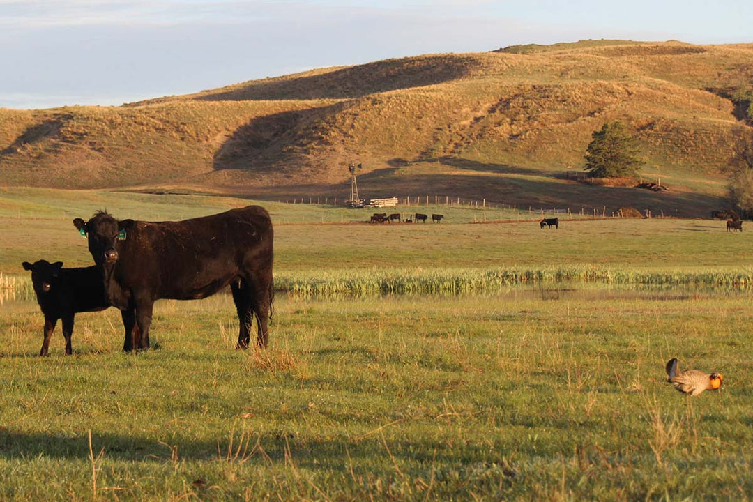 Photo Gallery – Connealy Angus