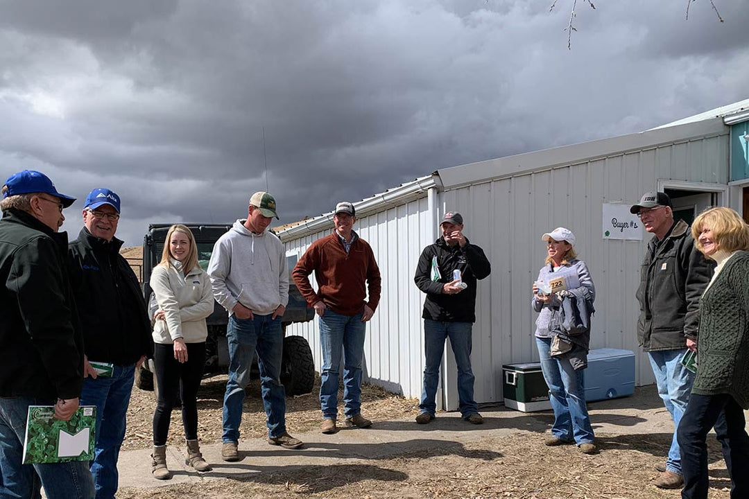 Fall Bull Sale - 475 Angus Bulls for sale – Connealy Angus