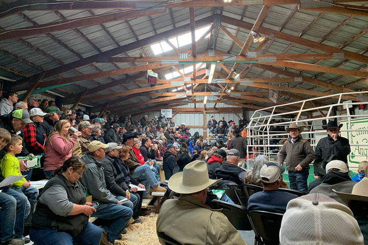 Fall Bull Sale - 475 Angus Bulls for sale – Connealy Angus