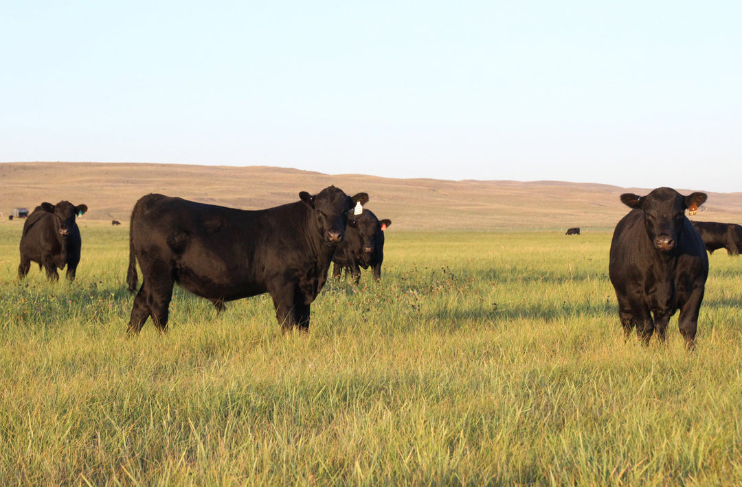 Photo Gallery – Connealy Angus